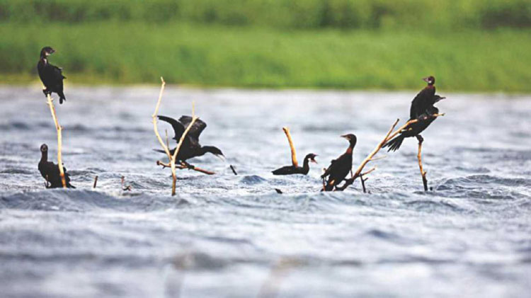 Tanguar Haor: Portrayal of a unique wetland | The Asian Age Online ...