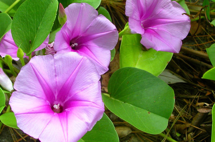 Climbilng plants of Bangladesh | The Asian Age Online, Bangladesh