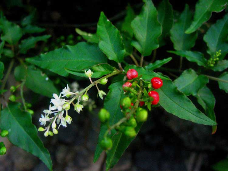 A medicinal plant | The Asian Age Online, Bangladesh