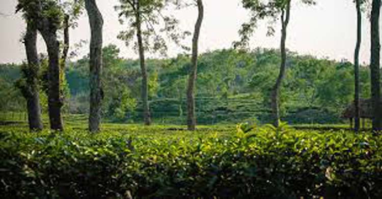 Lakkatura tea garden | The Asian Age Online, Bangladesh