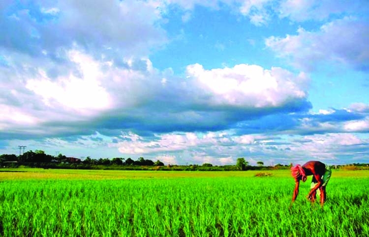 Malaysia signs record rice import deal with India | The Asian Age ...