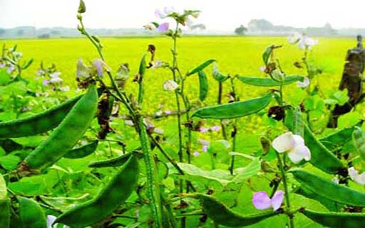 Early winter bean farming gets momentum | The Asian Age Online, Bangladesh