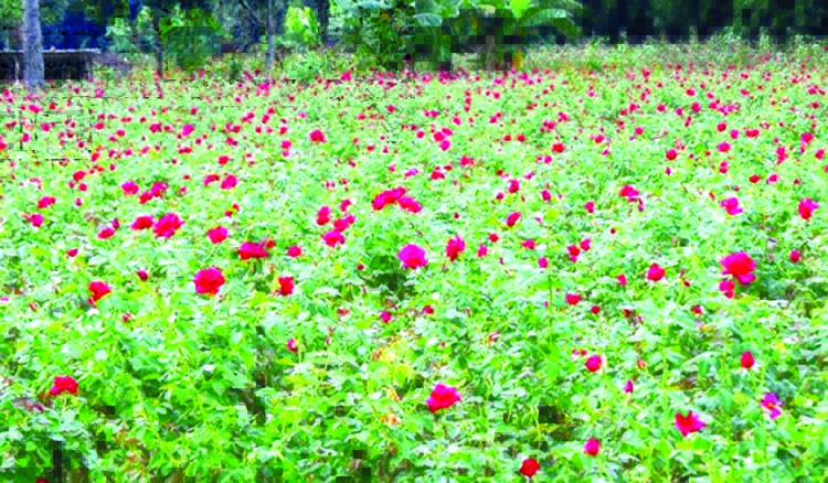 Sadullapur flower garden | The Asian Age Online, Bangladesh