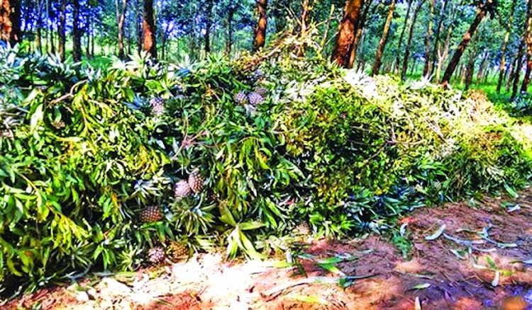 Fulbaria rubber forest and processing industry | The Asian Age Online ...