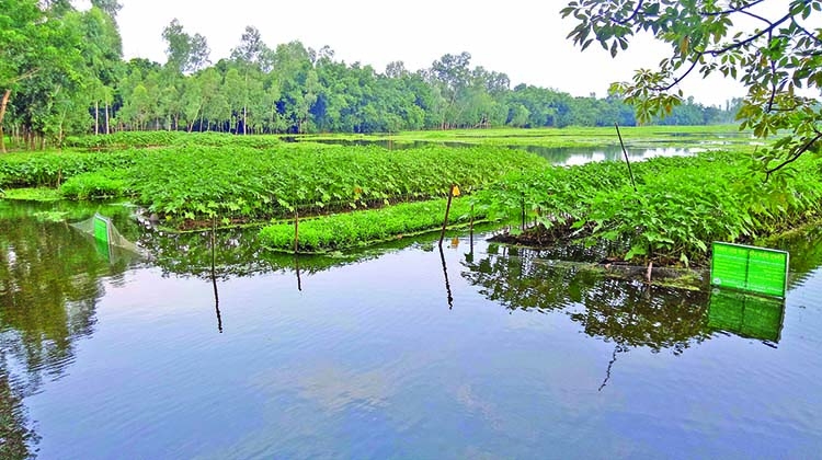 Farmers showing interest in floating vegetable farming | The Asian Age ...