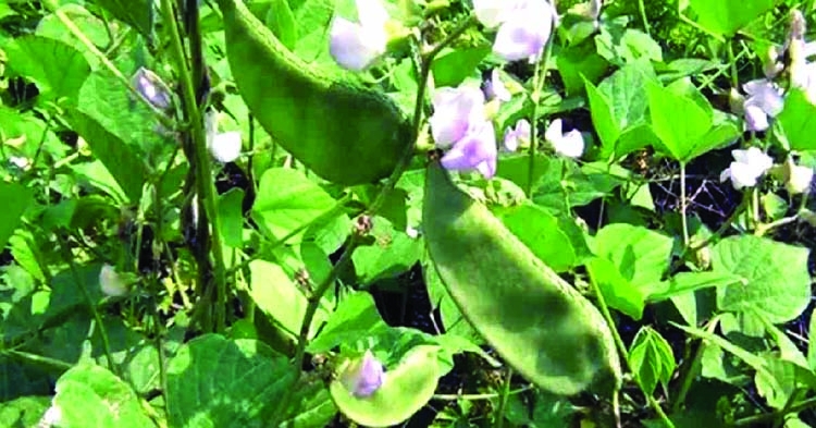Bumper beans harvest and good price bring delight to Magura farmers ...