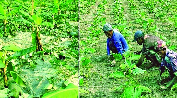 Growing crop plants give char lands greenish look | The Asian Age ...