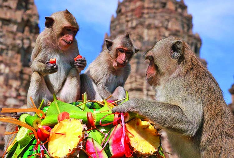Thai monkey festival returns as tourists come back | The Asian Age ...