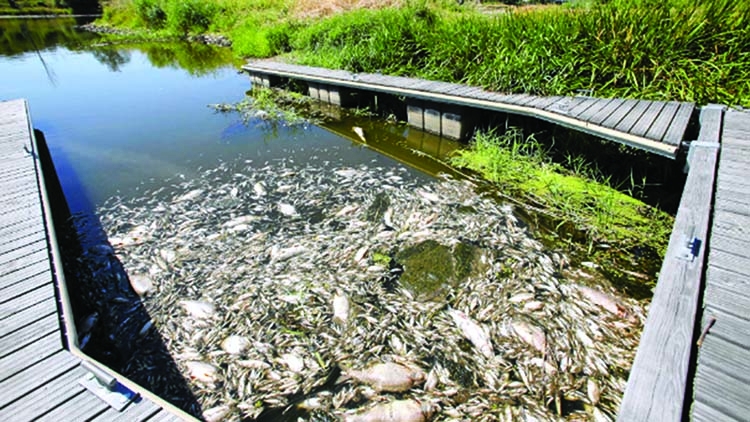 Mass fish die-off in German-Polish river blamed on unknown toxic ...