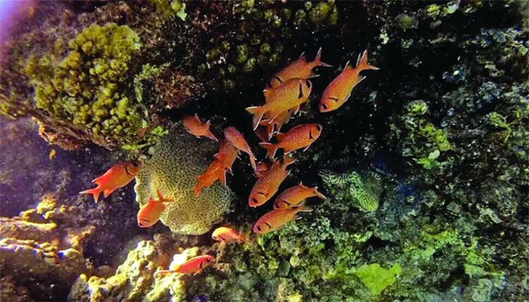 'Nearly 10pc of marine life threatened with extinction' | The Asian Age ...