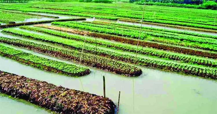 Floating vegetable farmers in Pirojpur devastated by low prices | The ...