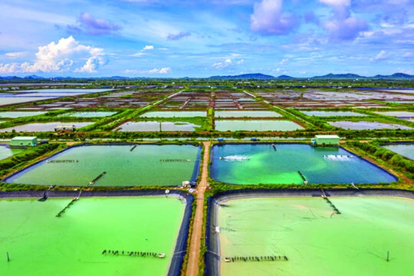 Shrimp farming in mixed culture method gains popularity | The Asian Age ...