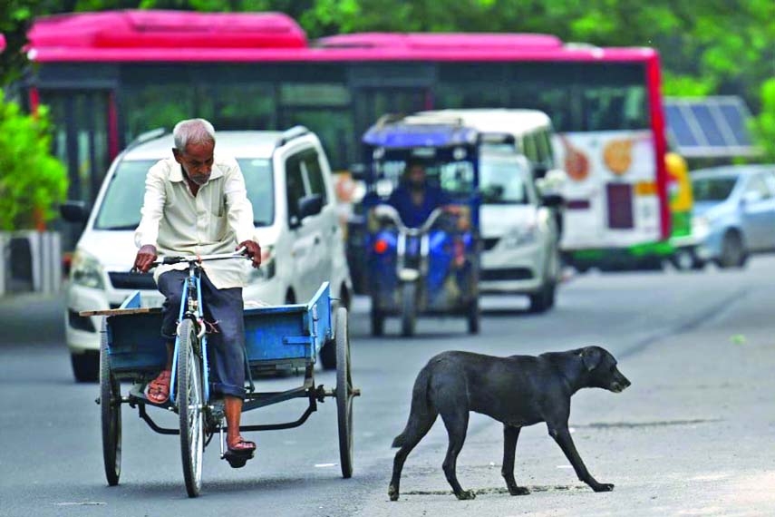 Delhi halts plan to hide street dogs for G20 summit | The Asian Age ...