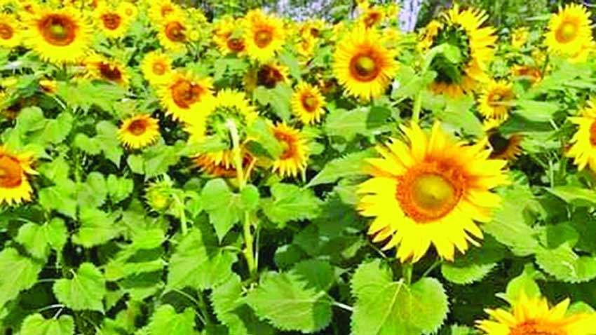 Sunflower farming gains popularity in Khulna region | The Asian Age ...