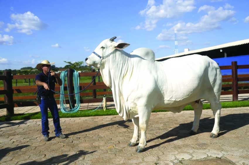 Viatina-19, the world's most expensive cow | The Asian Age Online ...