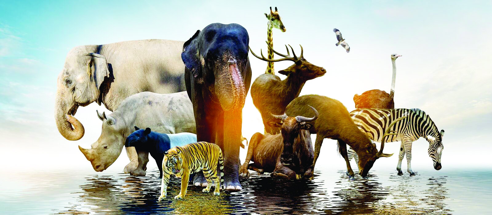 We Can’t Sustain Natural Resources Without Safeguarding Wild Creatures ...