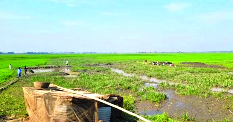 Large tract of Boro farmland in Sunamganj under threat as water dries ...