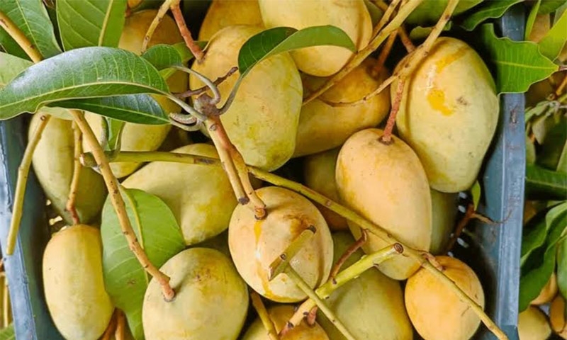 Bangladesh to make record in production, export of mango | The Asian ...